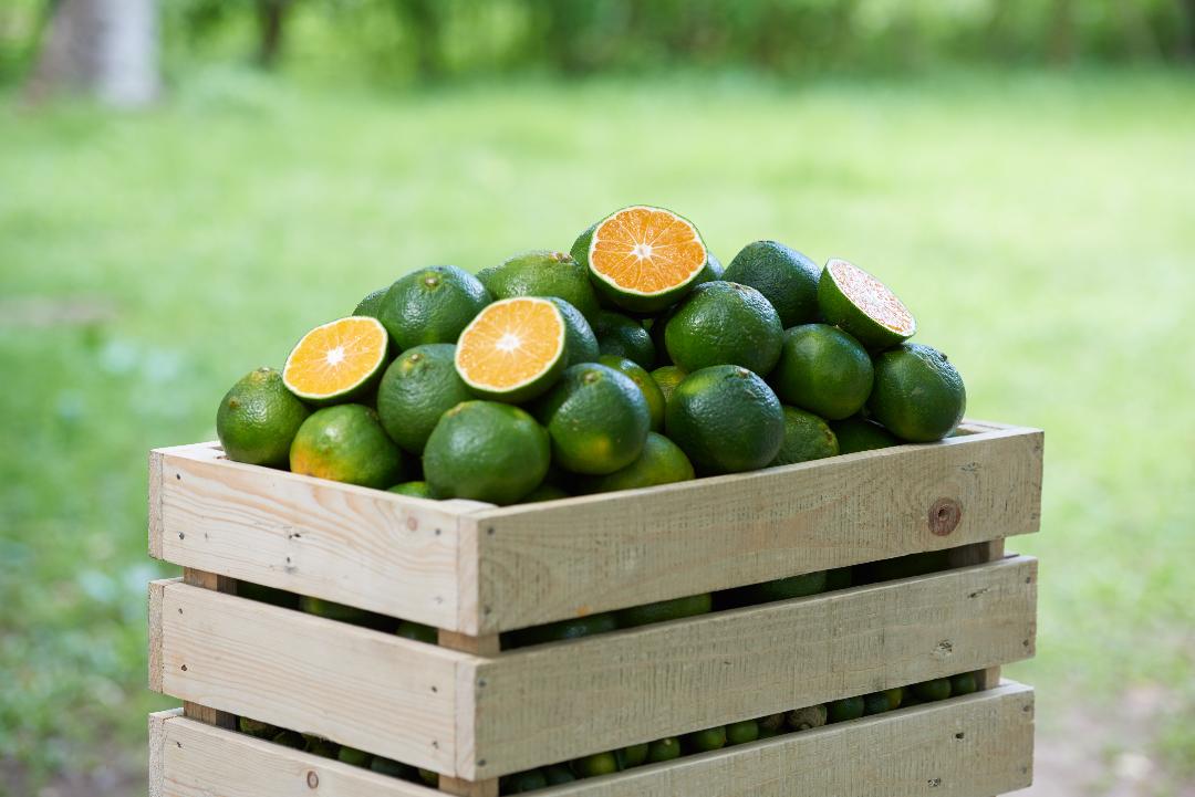 FINALLY, A FILIPINO FOLK SONG ALL ABOUT OUR LOCAL FRUITS: PRUTAS ...