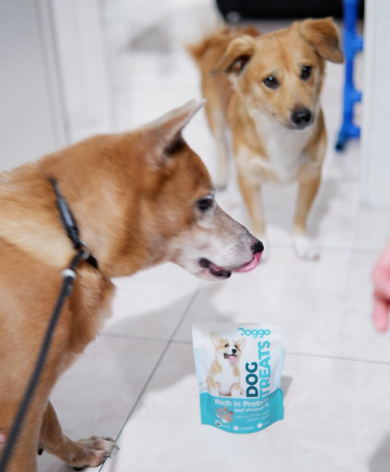 Small step for a bigger change as Doggo is helping to reduce the number ...